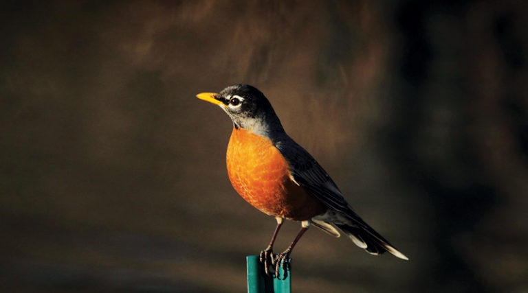 ROBINS SING TO SPRING – Life In The Outdoors – The Waynedale News