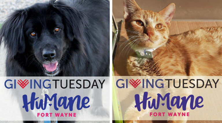 Humane Fort Wayne Exceeds #GivingTuesday Goal – The Waynedale News