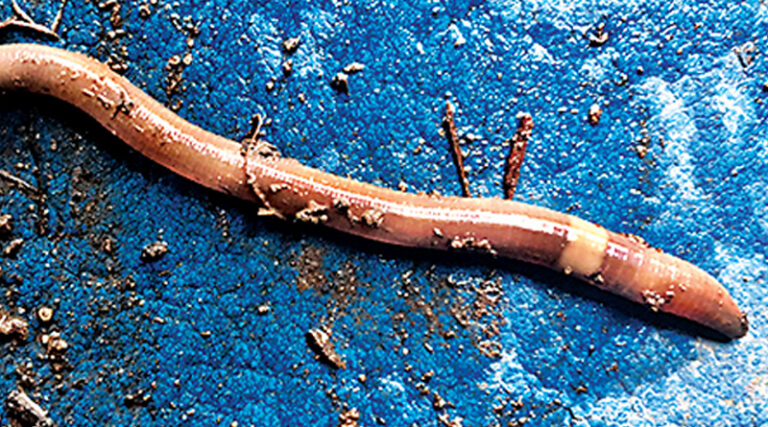 Gardeners Asked To Be Vigilant This Spring For Invasive Worms – The ...