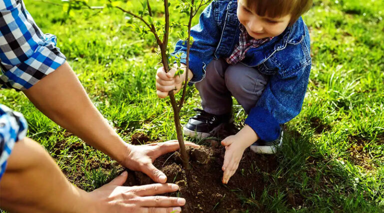 A Safety Plan Before Planting Trees – The Waynedale News