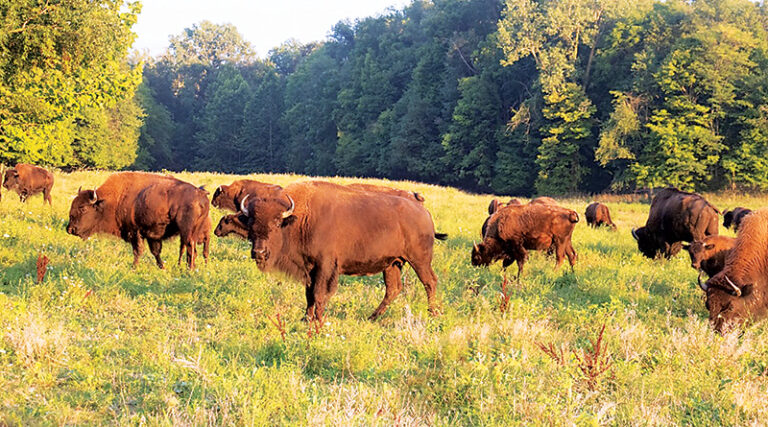 National Bison Day Celebration At LC Nature Park – The Waynedale News